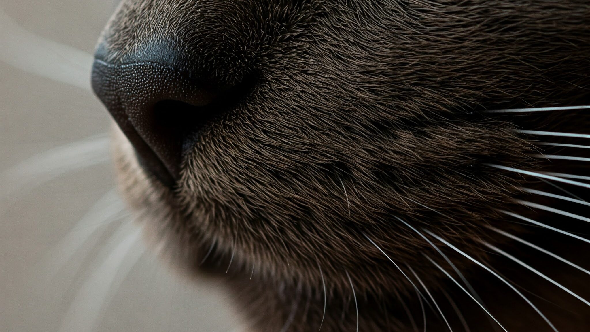 猫のマズル：知られざる役割と重要性｜ネコーズブログ